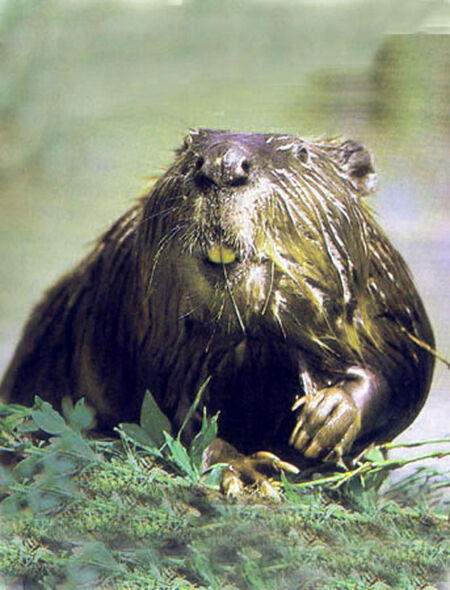 Bebrai (straipsnį jums duoda Pipedija, laisvoji durnysčių Wiki ...