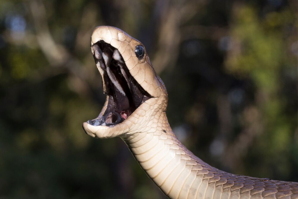 Juodoji mamba (straipsnį jums duoda Pipedija, laisvoji durnysčių Wiki ...