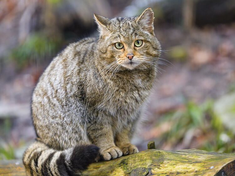 Vilpišys (straipsnį jums duoda Pipedija, laisvoji durnysčių Wiki ...