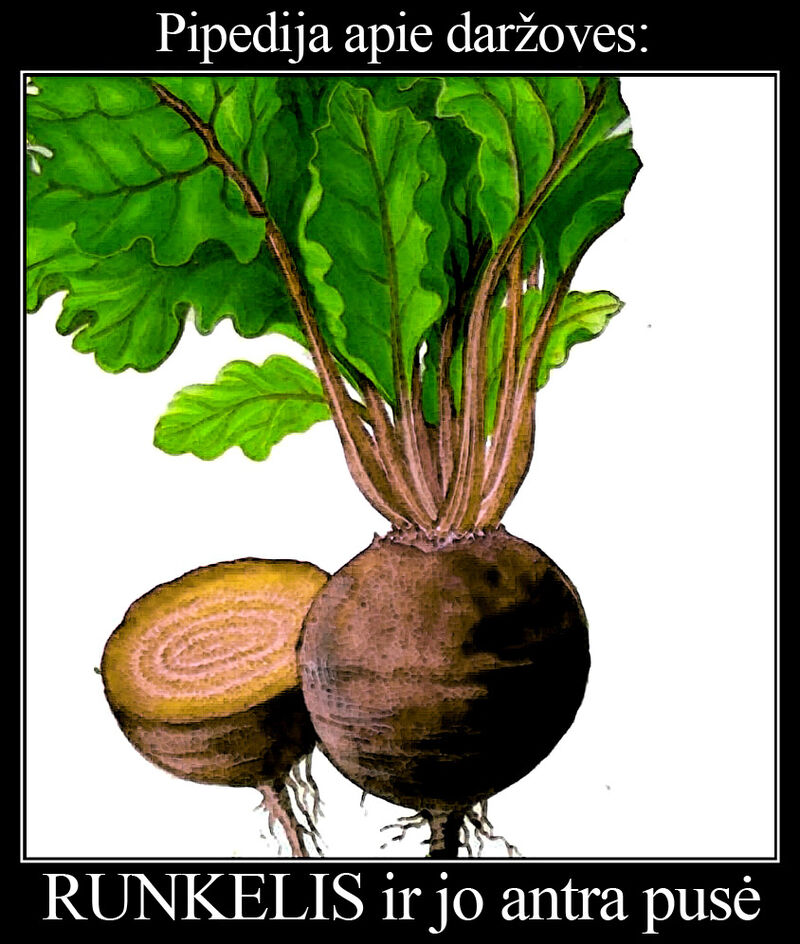 Runkeliai (straipsnį jums duoda Pipedija, laisvoji durnysčių Wiki ...